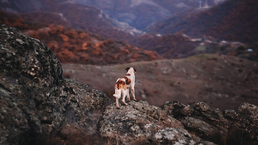 What if a Semantic Layer Isn’t Just for Generic Biz Metrics Any More ...